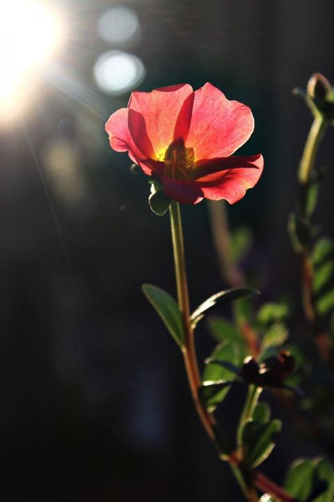 Pink Light | Shutterbug
